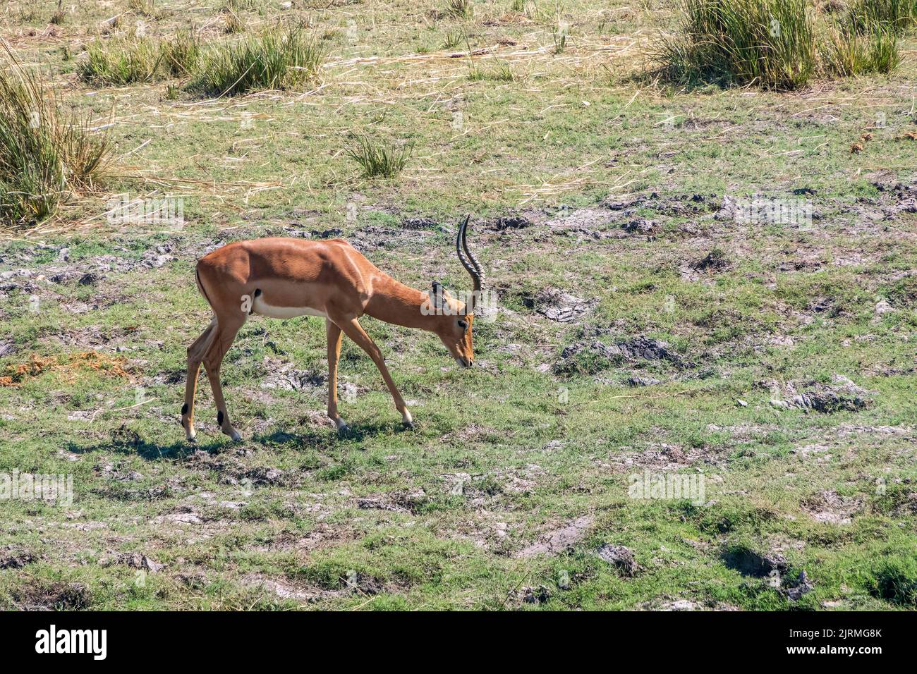 Zimbabwe antelopes hi-res stock photography and images - Alamy