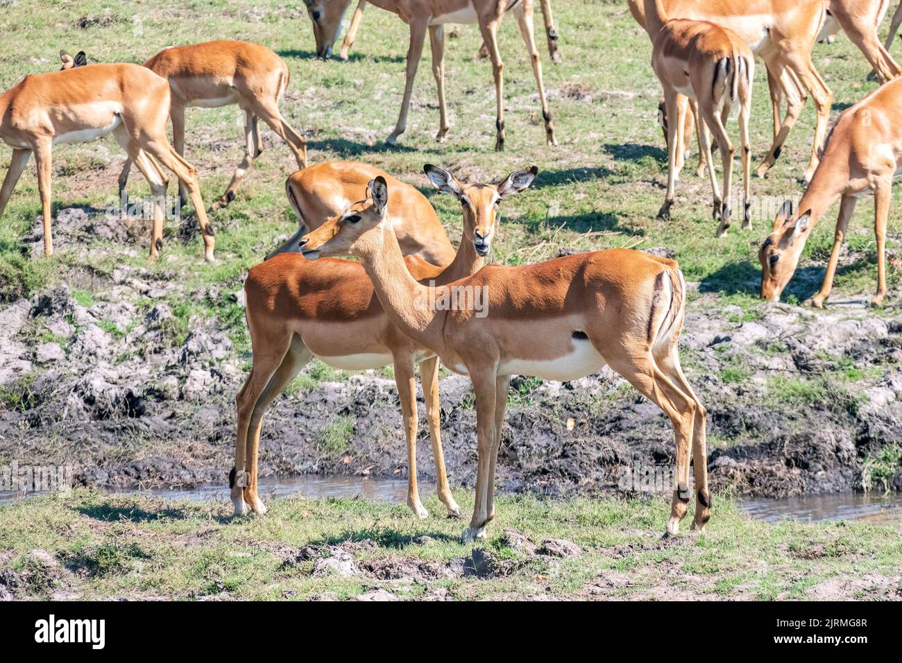 South african gold zimbabwe hi-res stock photography and images - Alamy