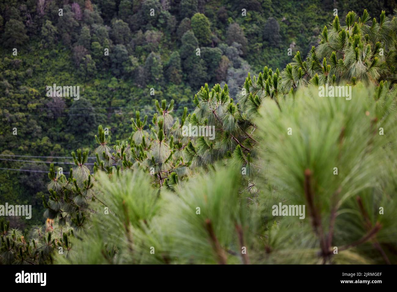 The view of a botanical forest with green plants on a sunny day Stock ...