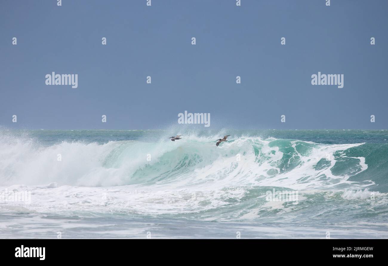 The birds flying over the waves of the pacific ocean under the blue sky ...