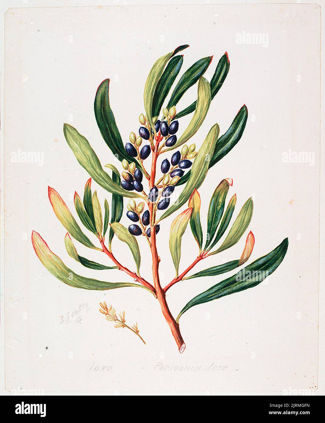 Sarah featon hi-res stock photography and images - Alamy