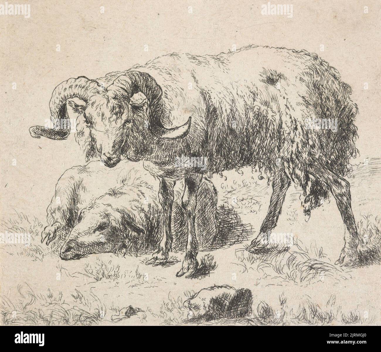 Animalia (Animals): Ram and sheep, After mid 17th century, by Nicolaes ...