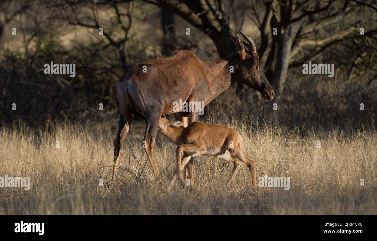 Tsessebe ( Damaliscus lunatus) Mokala National Park, South Africa Stock ...