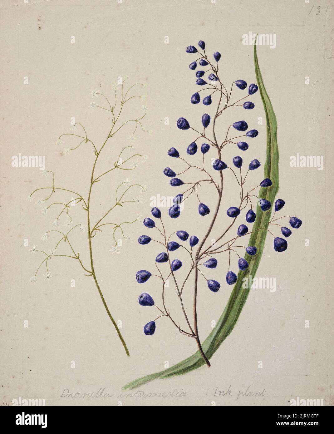 [Dianella intermedia (Ink plant)], circa 1885, New Zealand, by Sarah ...