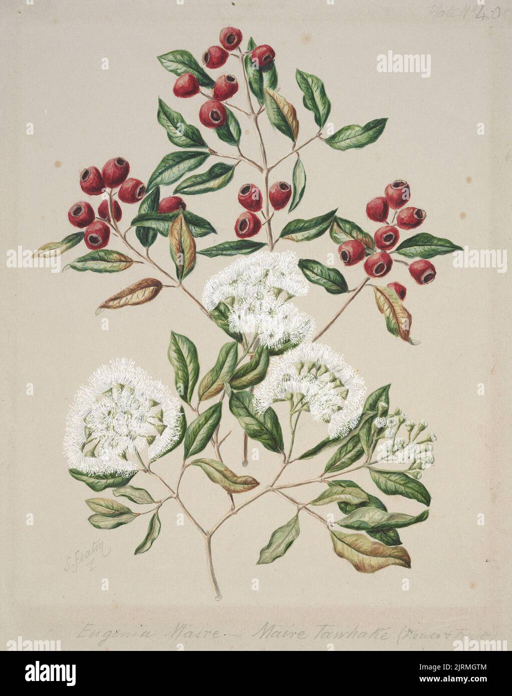 Maire-Tawake, circa 1885, New Zealand, by Sarah Featon Stock Photo - Alamy