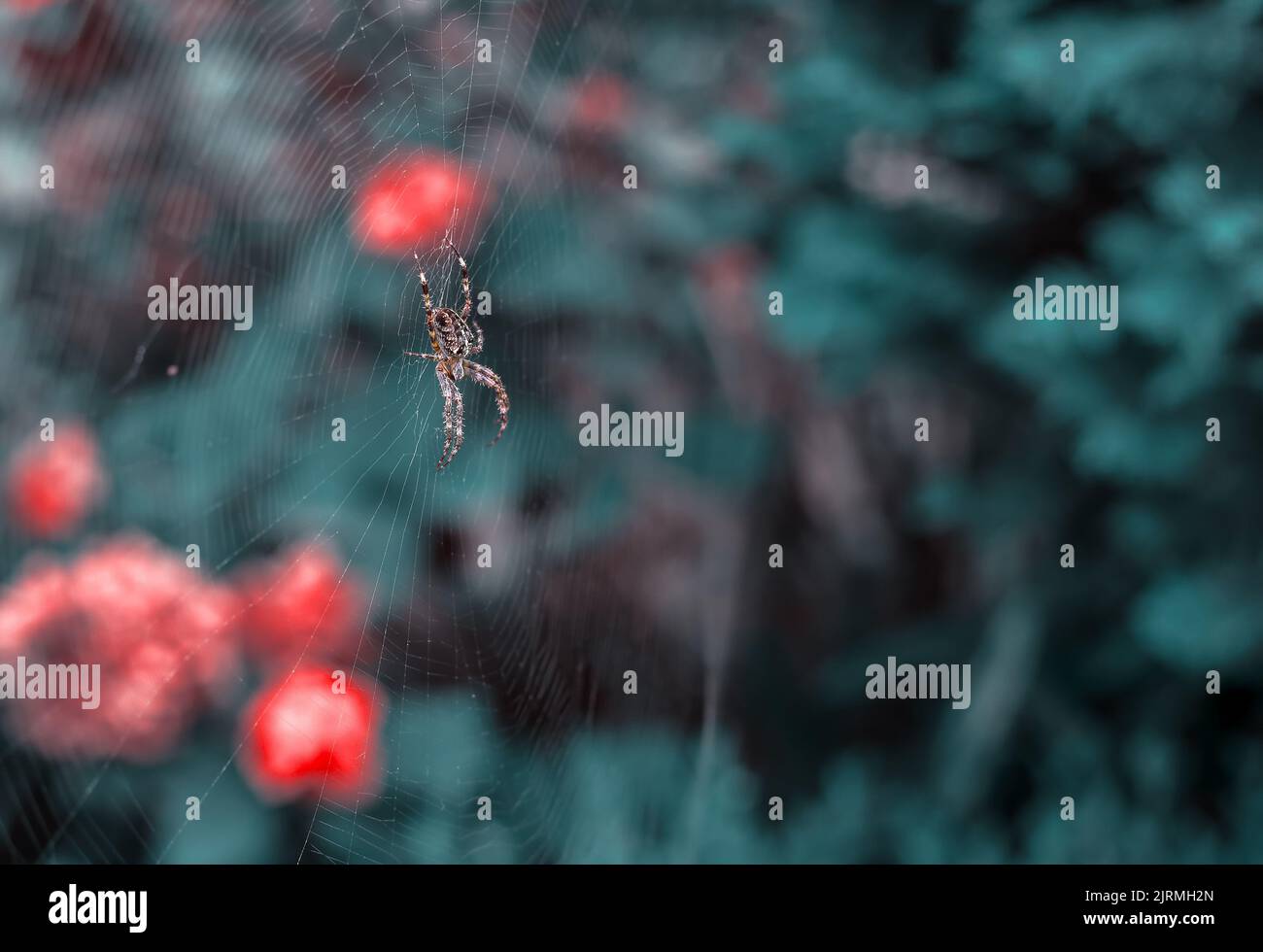 Hunt spider hi-res stock photography and images - Alamy