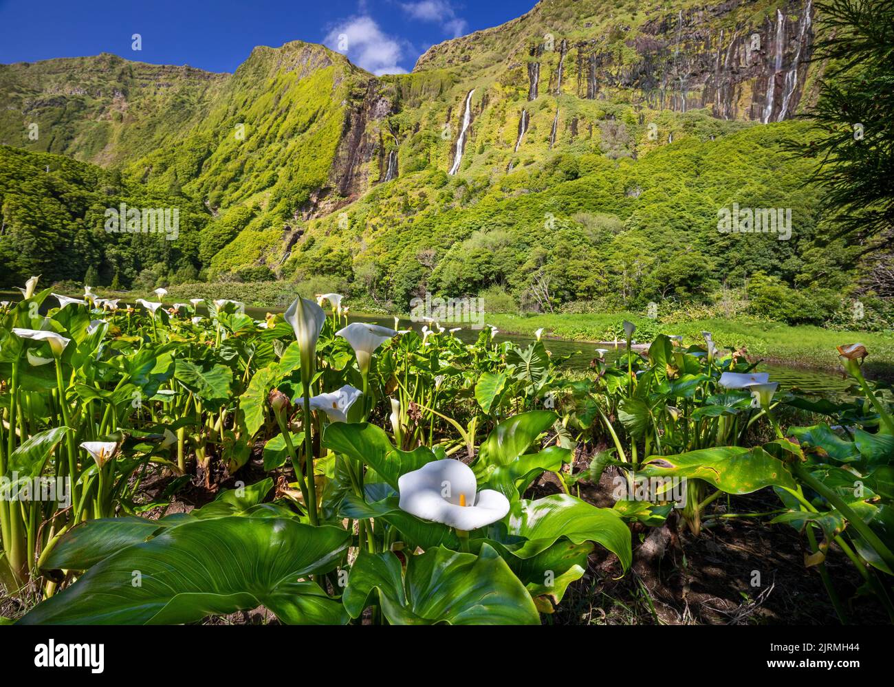 Calla Flowers at Lake Poco do Ribeira do Ferreiro at the Azores island ...