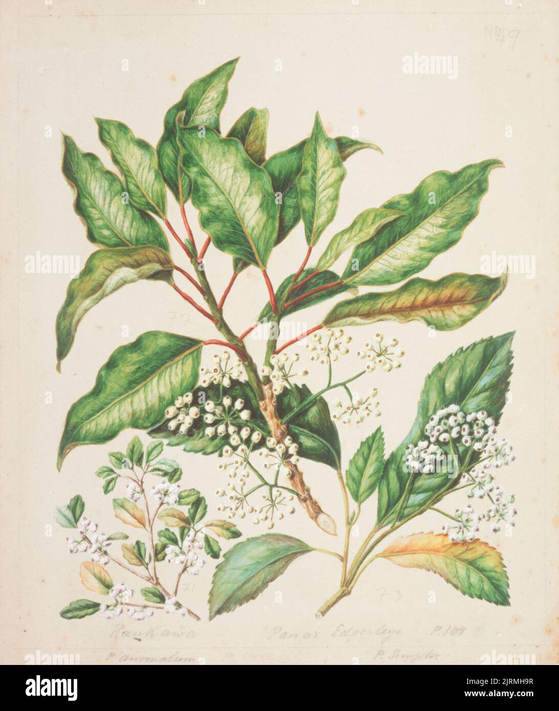 Pseudopanax edgerleyi ; P. anomalus; P. simplex, circa 1885, by Sarah ...