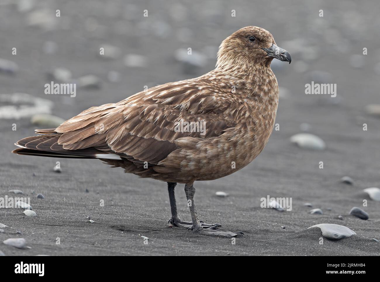 Große skua stercorarius skua hi-res stock photography and images - Alamy