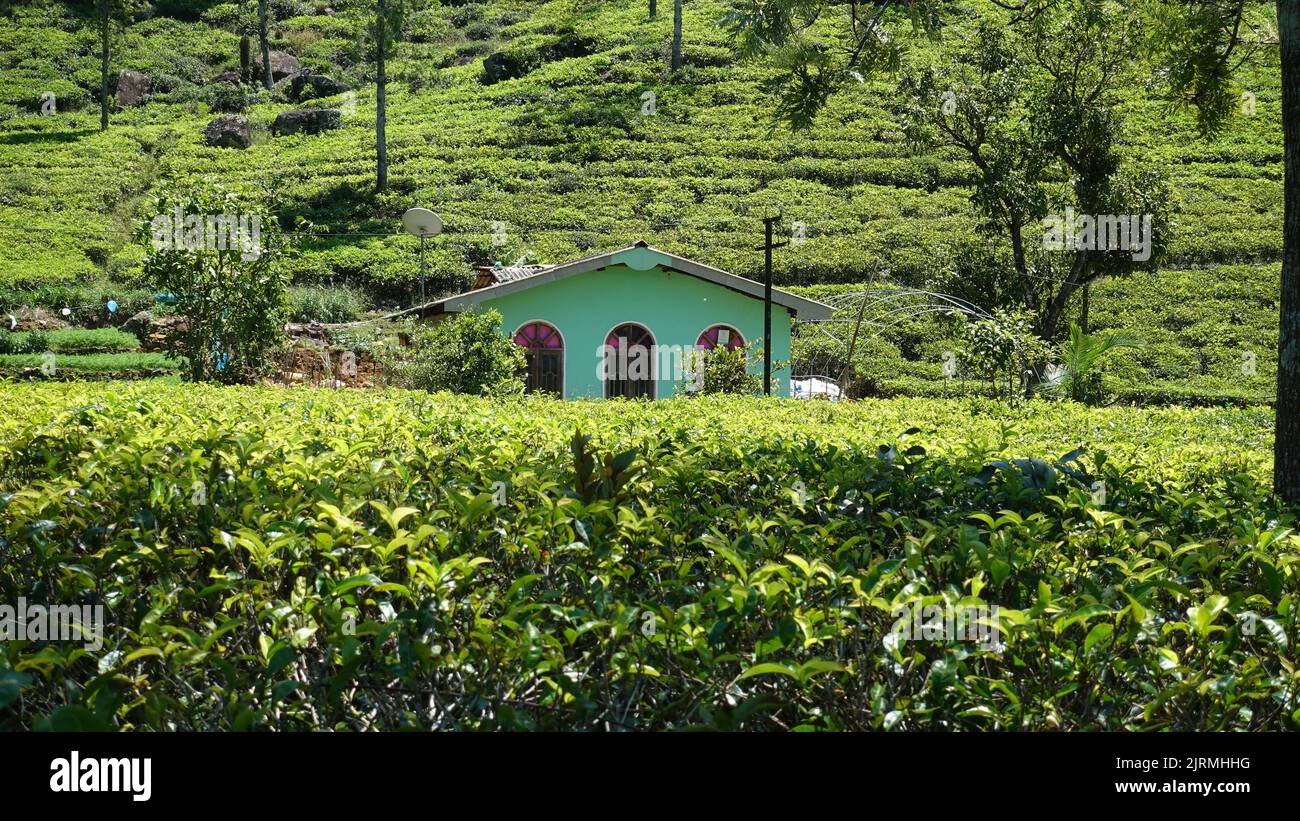 Tea Plantage Sri Lanka Stock Photo - Alamy