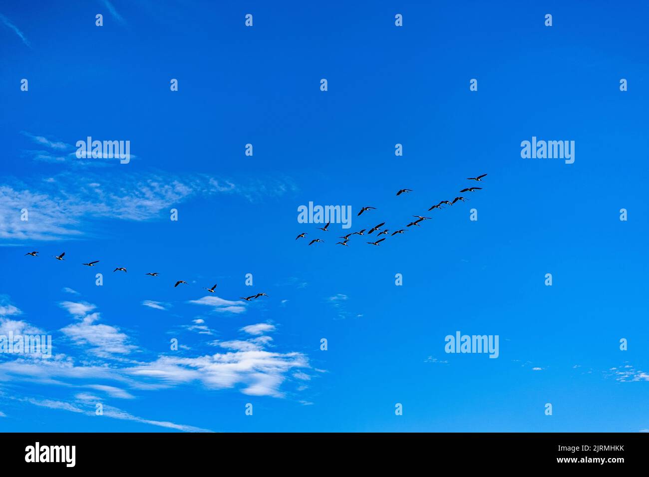 Dark blue wing hi-res stock photography and images - Alamy