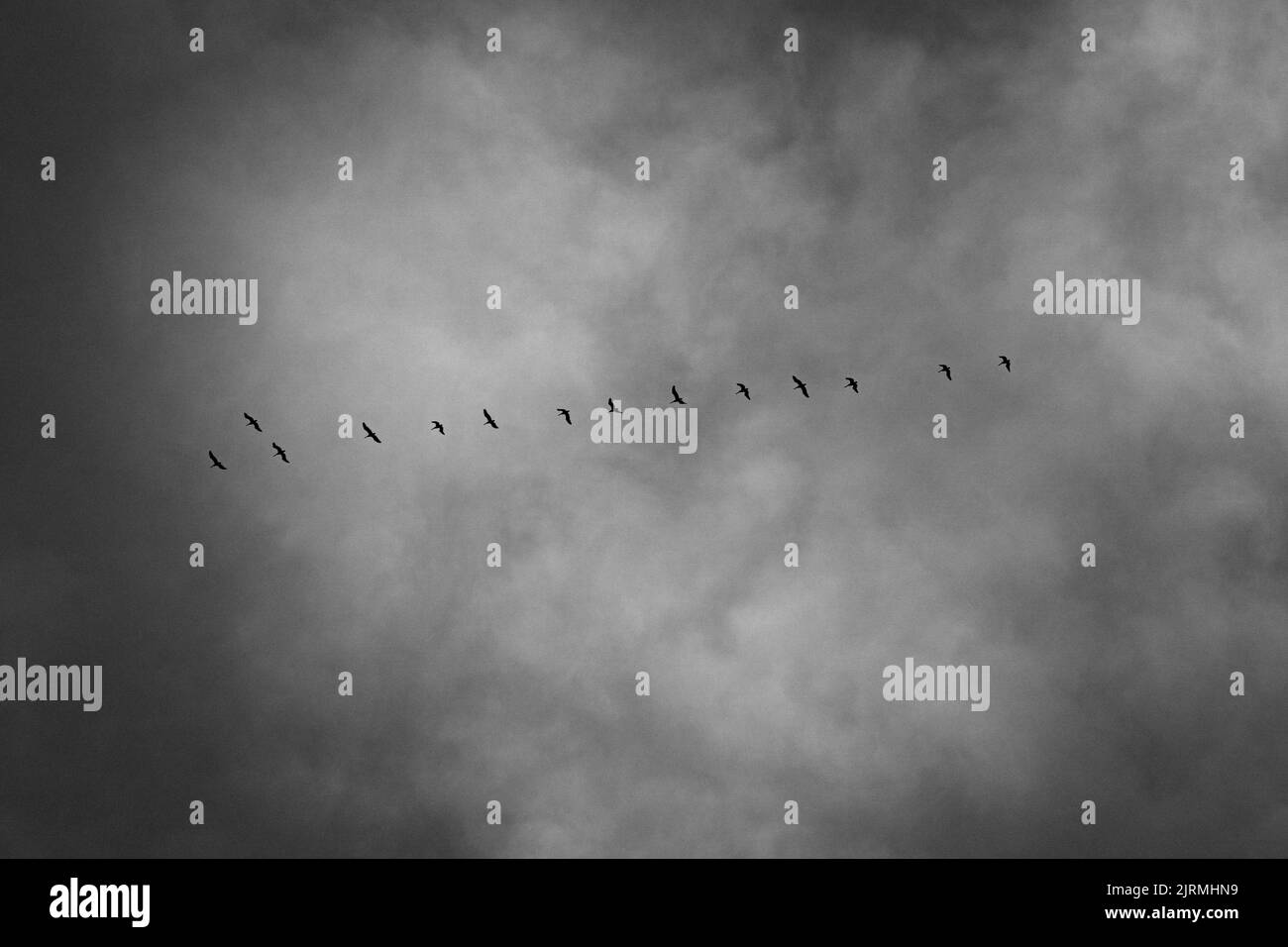 A grayscale shot of a flock of birds flying across dramatic sky Stock ...