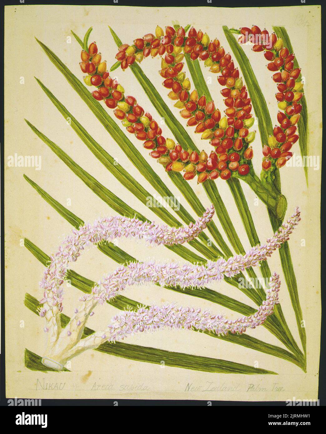 Rhopalostylis sapida, circa 1885, by Sarah Featon Stock Photo - Alamy