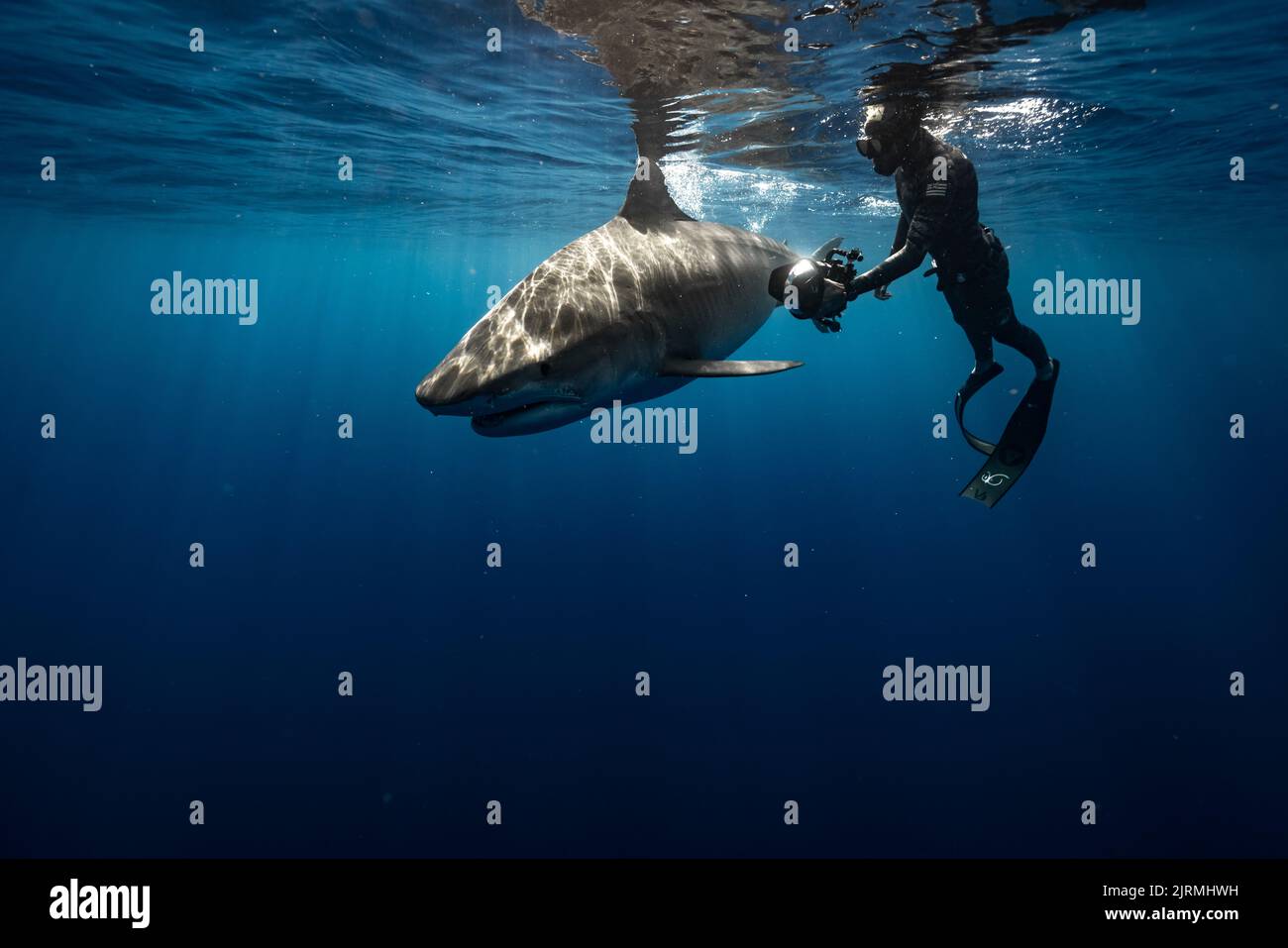 This tiger shark came in for a close inspection. Honolulu, Hawaii ...