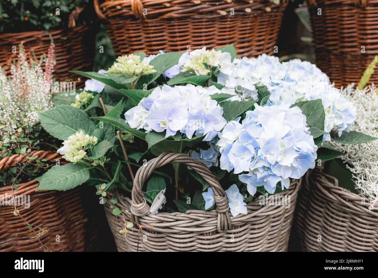Blue hydrangea and other autumn flowers in pots in flower shop ...