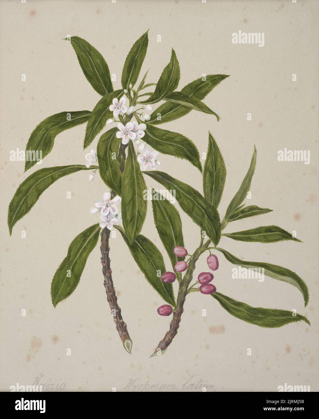 Ngaio, circa 1885, New Zealand, by Sarah Featon Stock Photo - Alamy