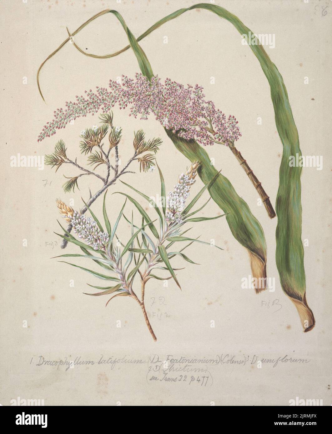 Dracophyllum latifolium Neinei; Dracophyllum strictum; Dracophyllum ...