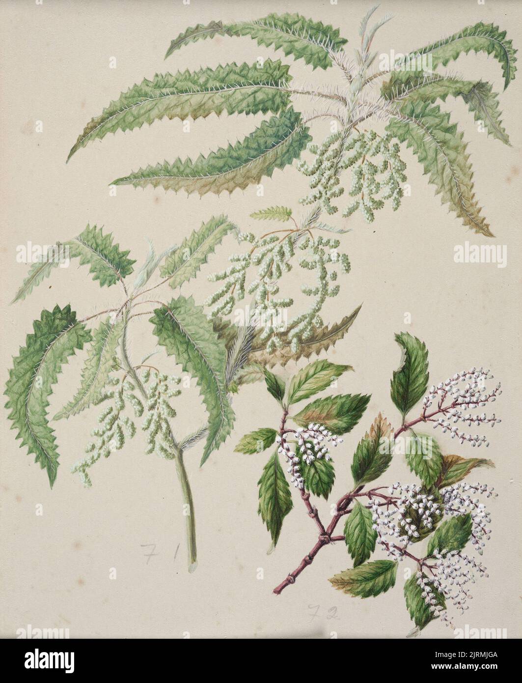 Ongaonga hi-res stock photography and images - Alamy