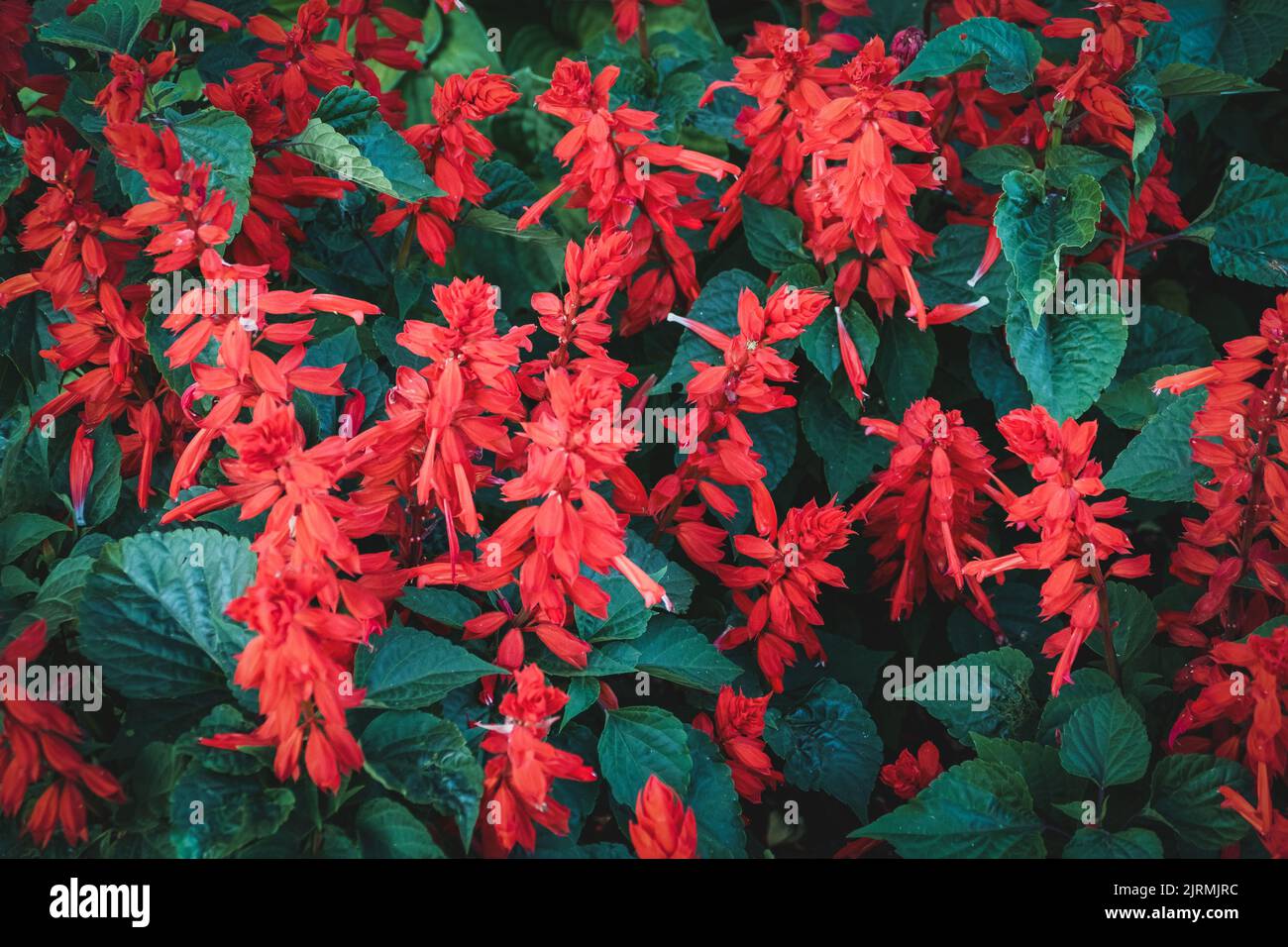 Scarlet sage - Salvia splendens Vista Red blooming in the garden bed ...