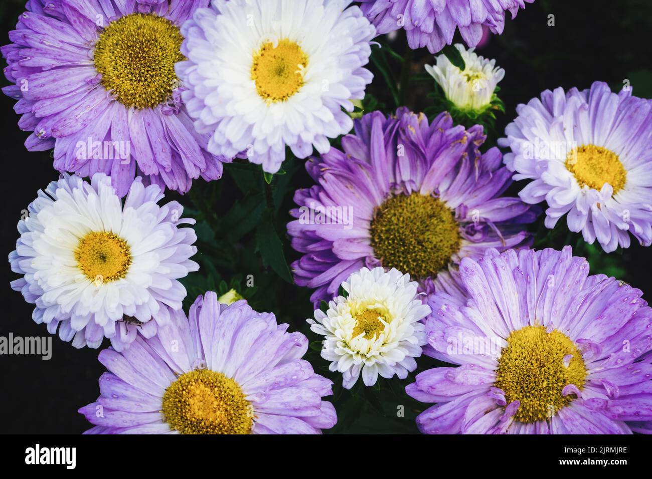 China Aster, Callistephus chinensis purple white flowers in the garden ...