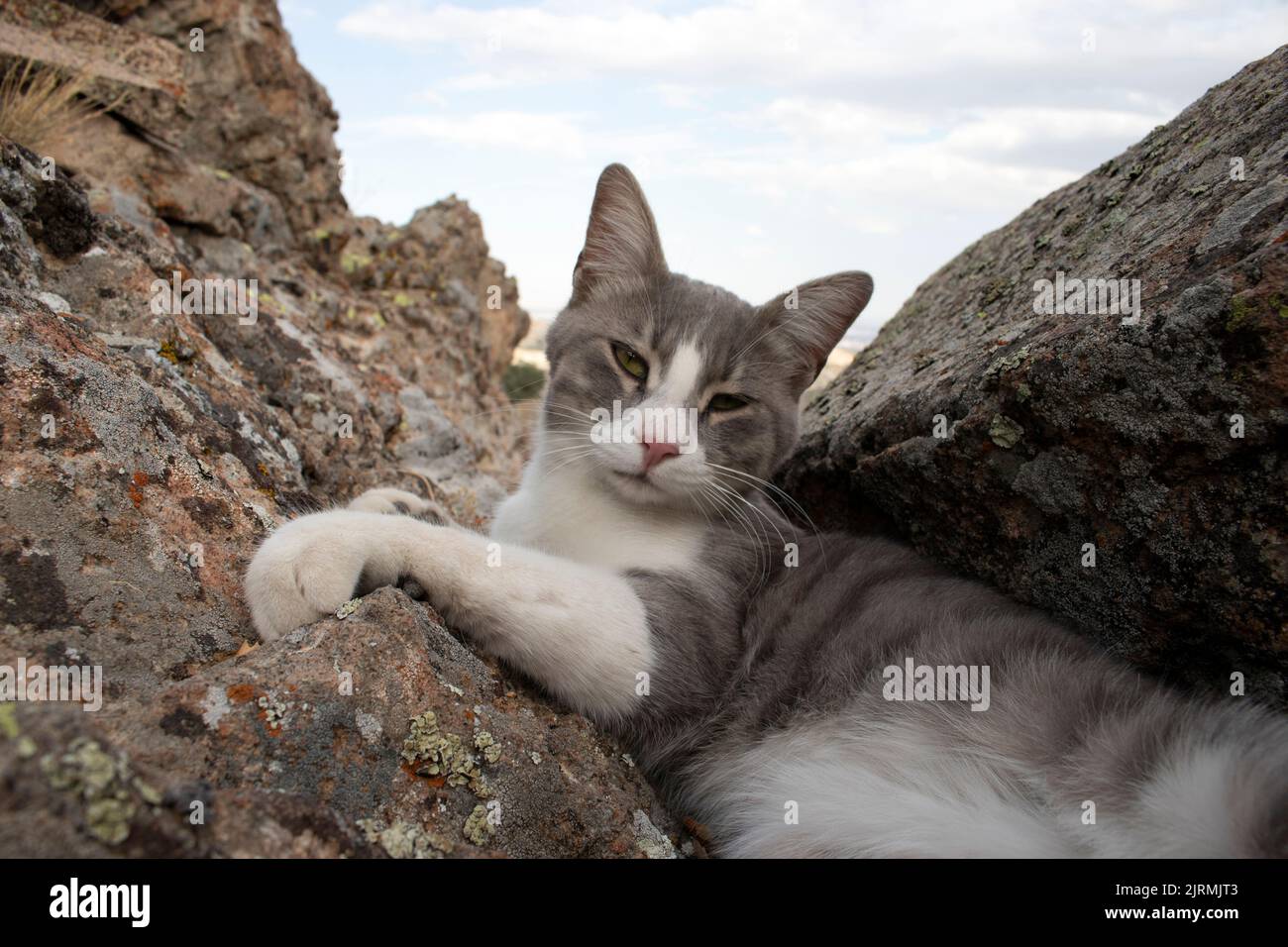 cute cat on the rock Stock Photo - Alamy