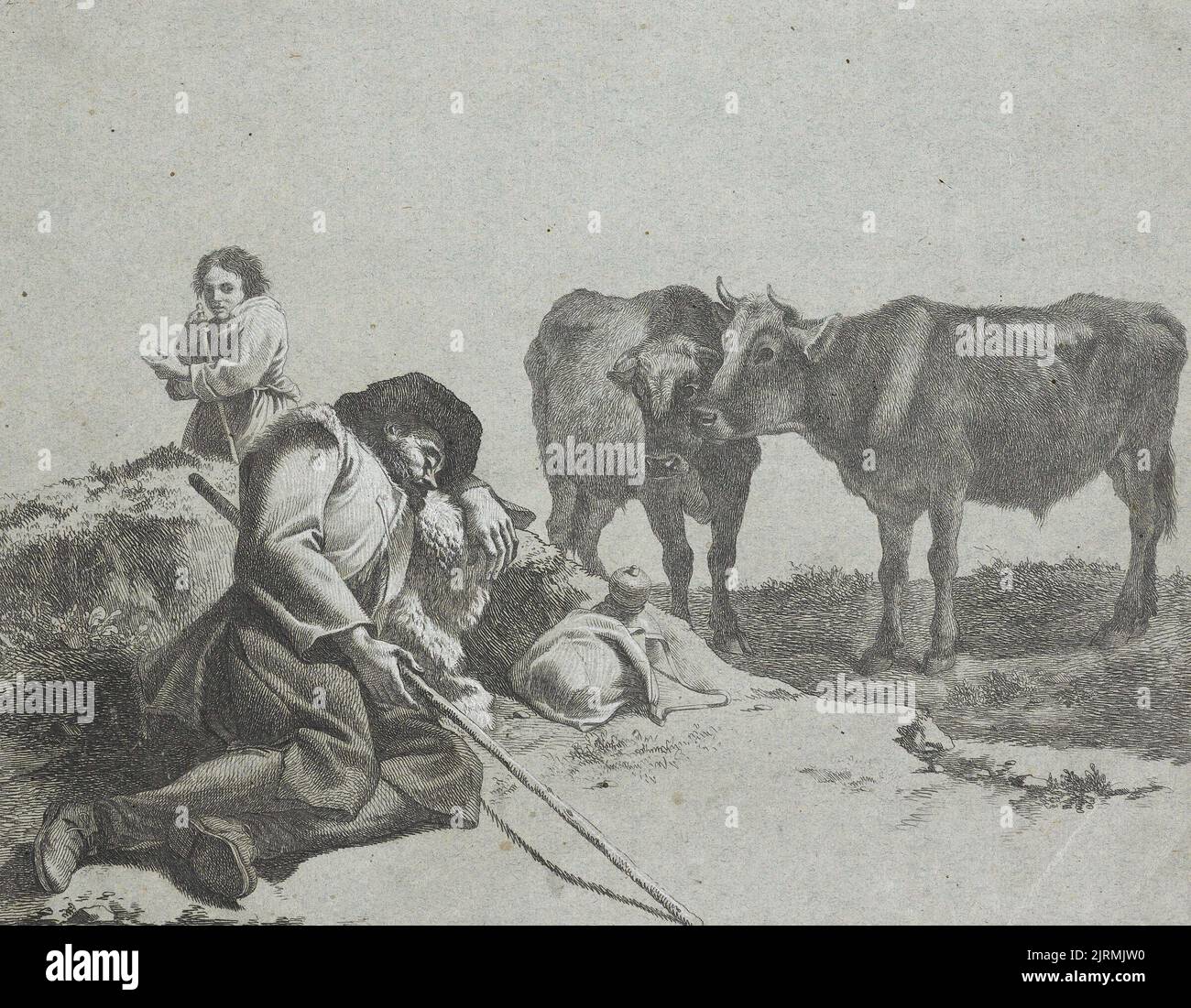 Two sleeping cows hi-res stock photography and images - Alamy