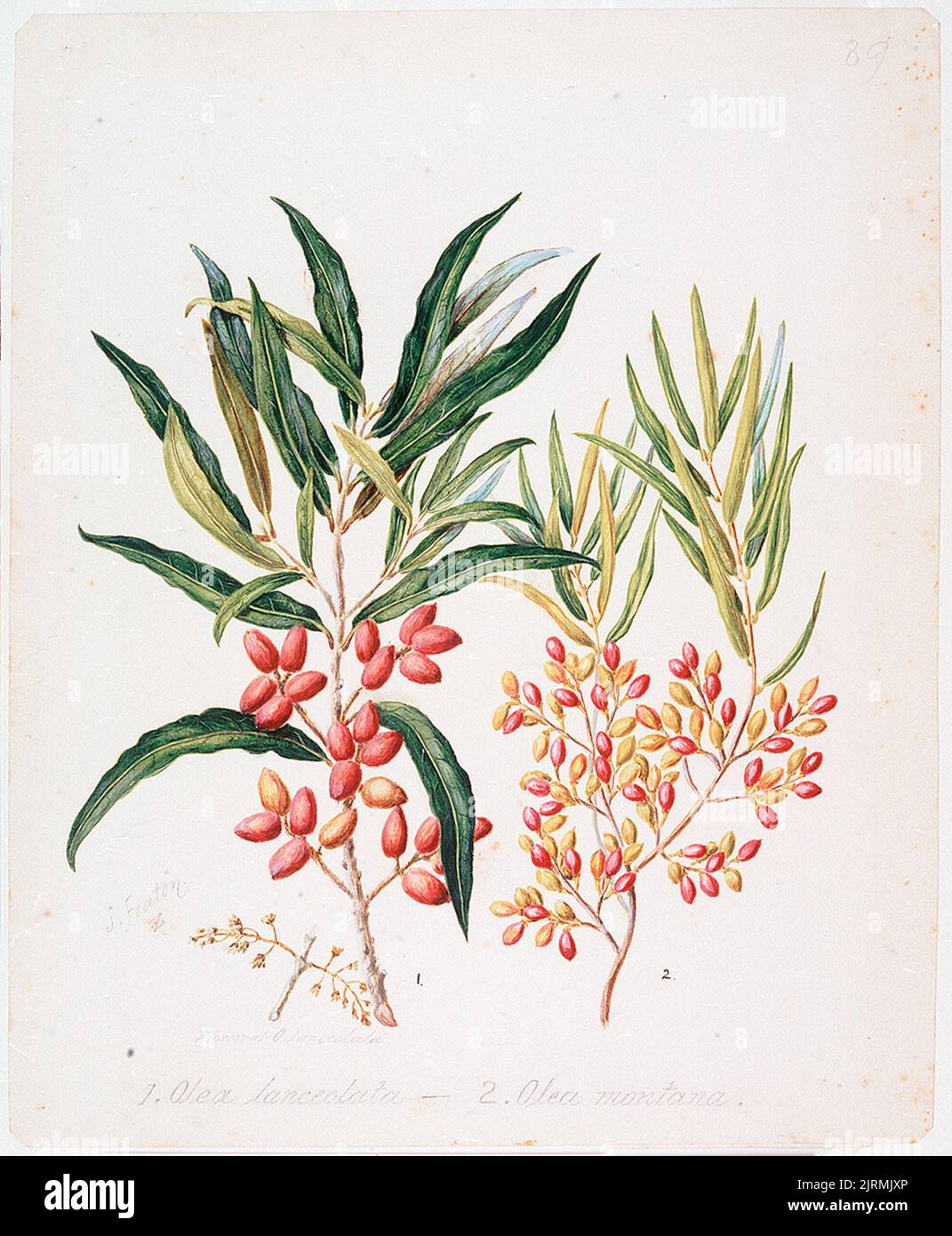 Nestegis lanceolata; N. montana, circa 1885, by Sarah Featon Stock ...