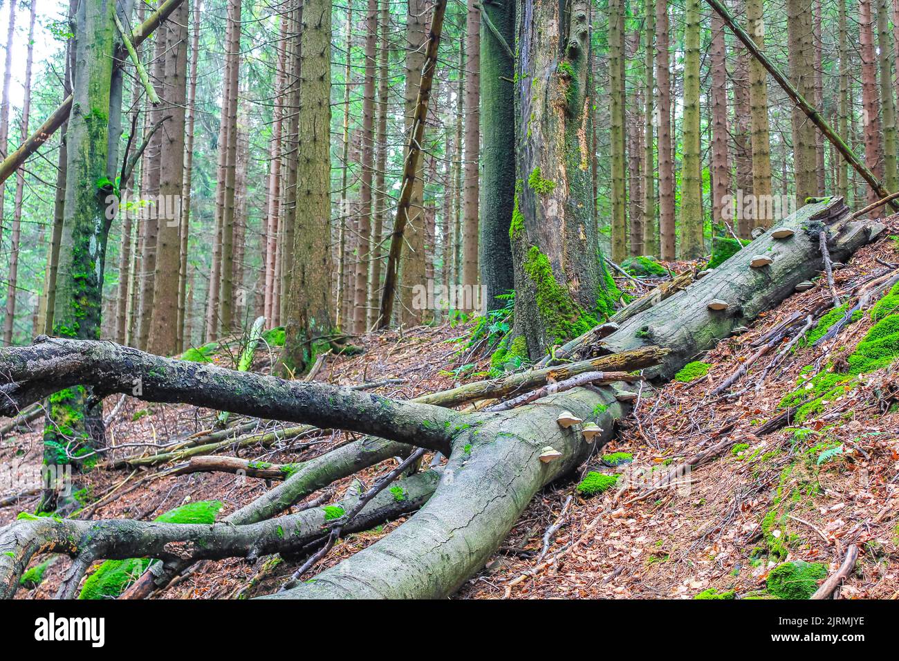The dying silver forest with dead broken uprooted spruces or sawed off ...