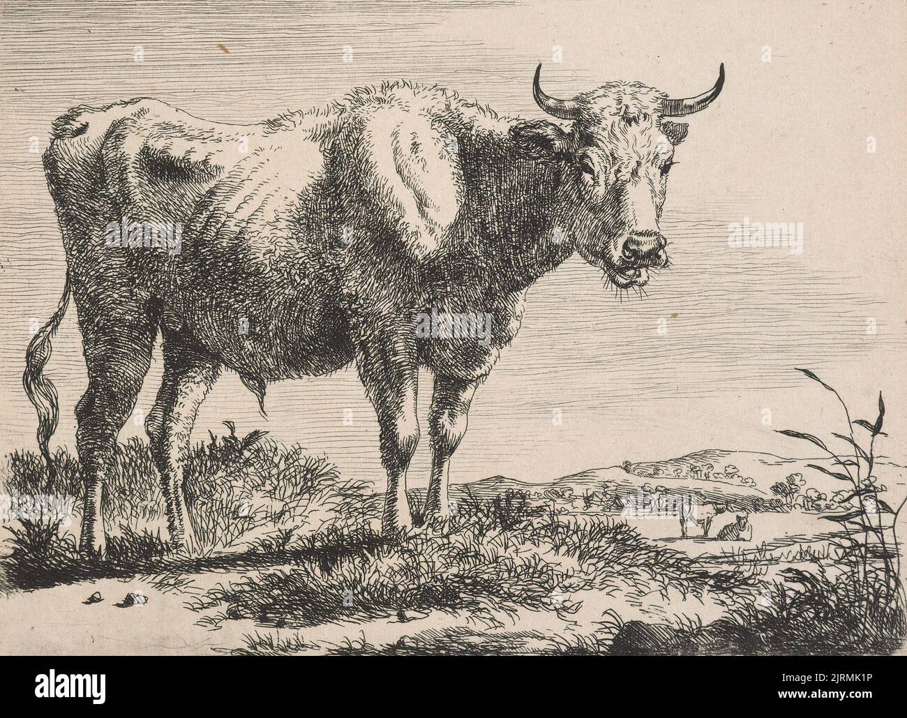 No title. (Cattle study.), circa 1798, Netherlands, by Pieter van Os ...