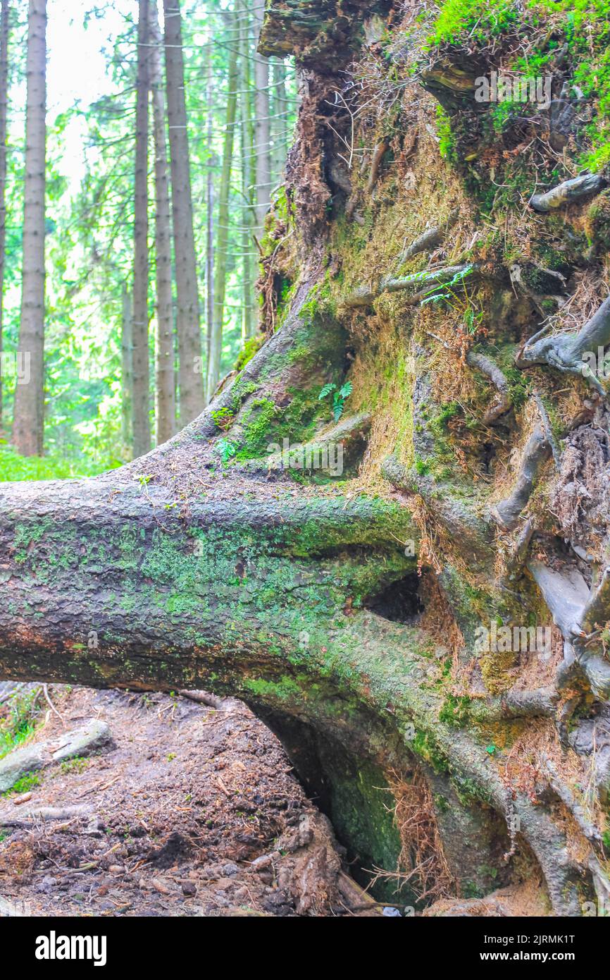 The dying silver forest with dead broken uprooted spruces or sawed off ...