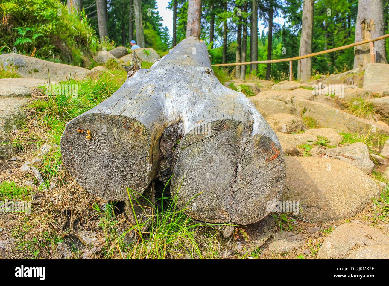 The dying silver forest with dead broken uprooted spruces or sawed off ...