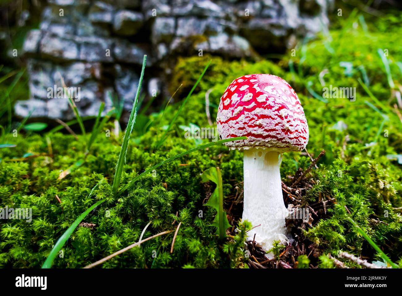 Red and white toxic, poisonous and dangerous amanita muscaria fly ...