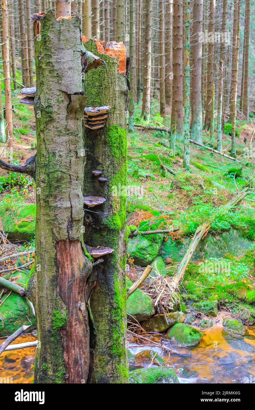 The dying silver forest with dead broken uprooted spruces or sawed off ...