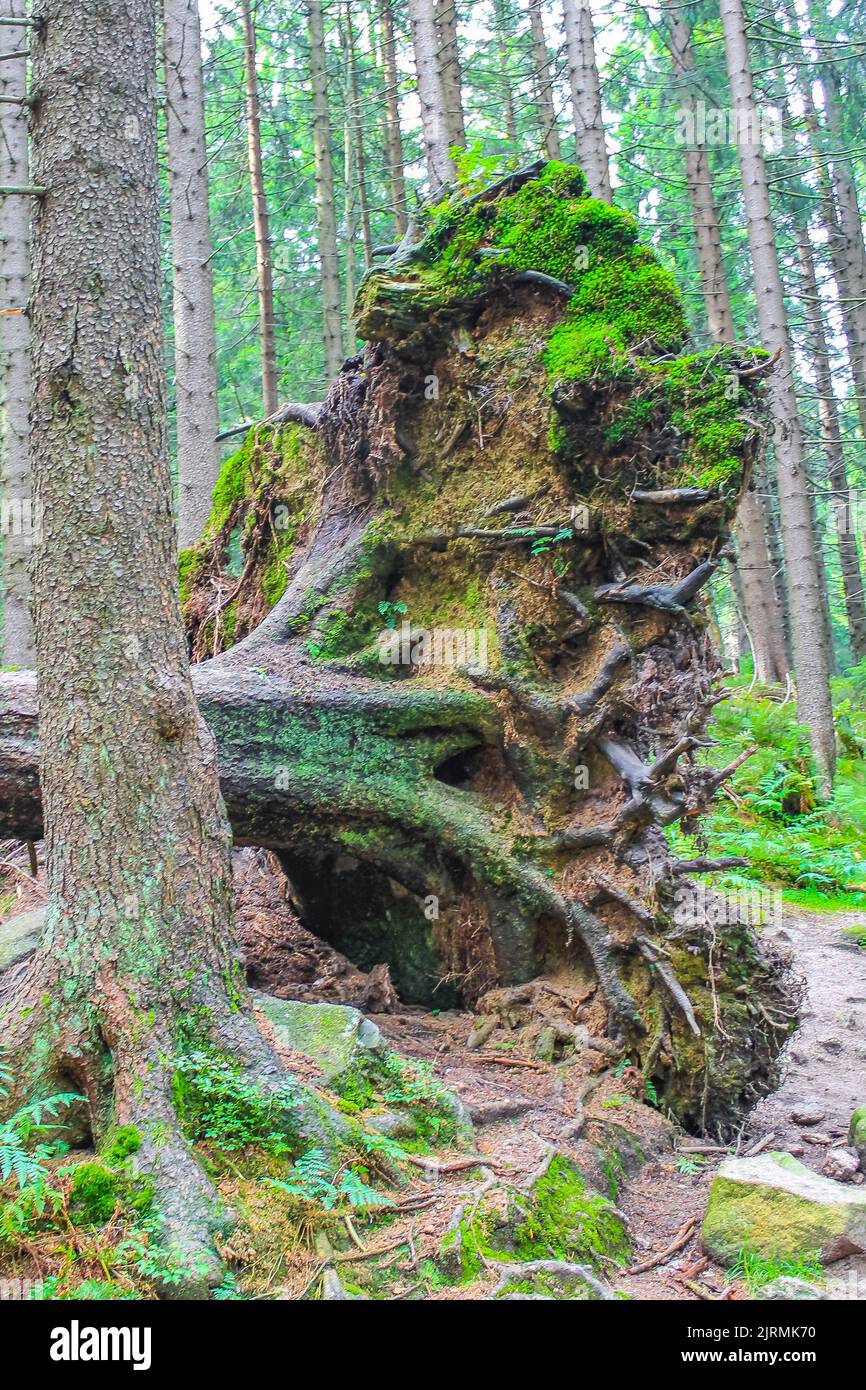 The dying silver forest with dead broken uprooted spruces or sawed off ...