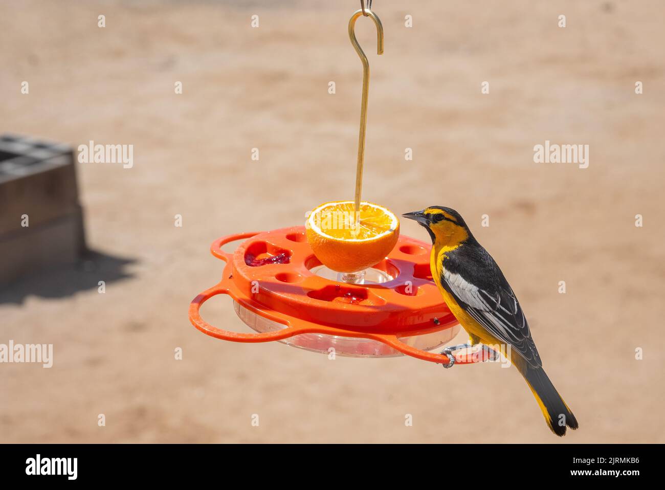 Bullock oriole feeder hi-res stock photography and images - Alamy