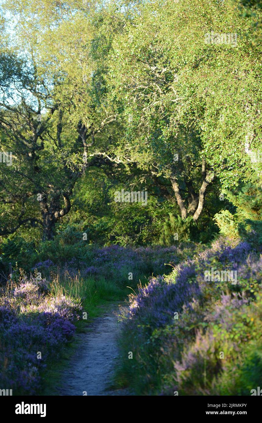 Morrone birchwood nature reserve hi-res stock photography and images ...