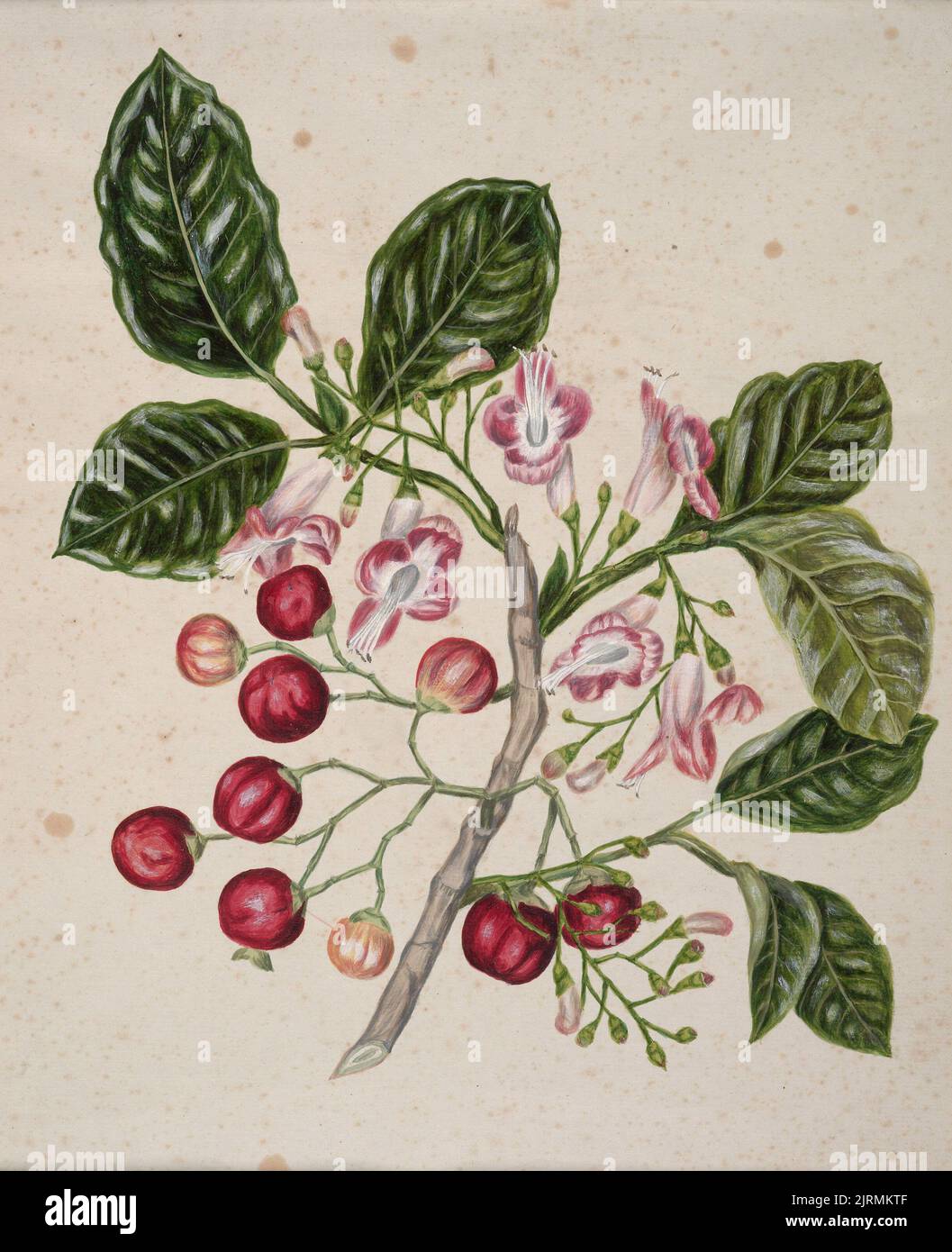 Puriri - Vitex lucens, circa 1888, New Zealand, by Sarah Featon Stock ...