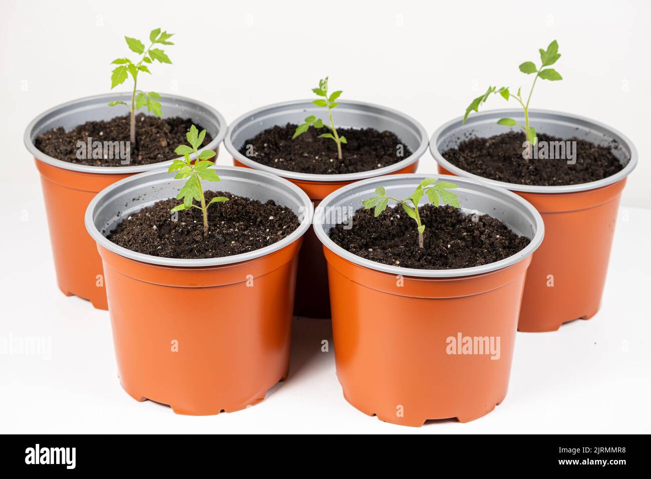 Growing tomatoes from seeds, step by step. Step 9 - planting seedlings ...