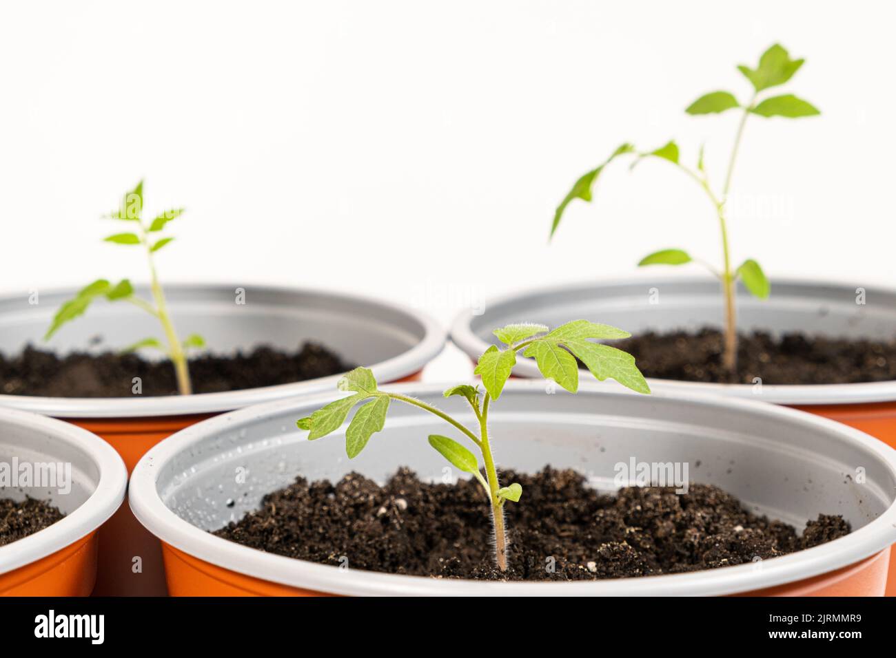 Growing tomatoes from seeds, step by step. Step 9 - planting seedlings ...