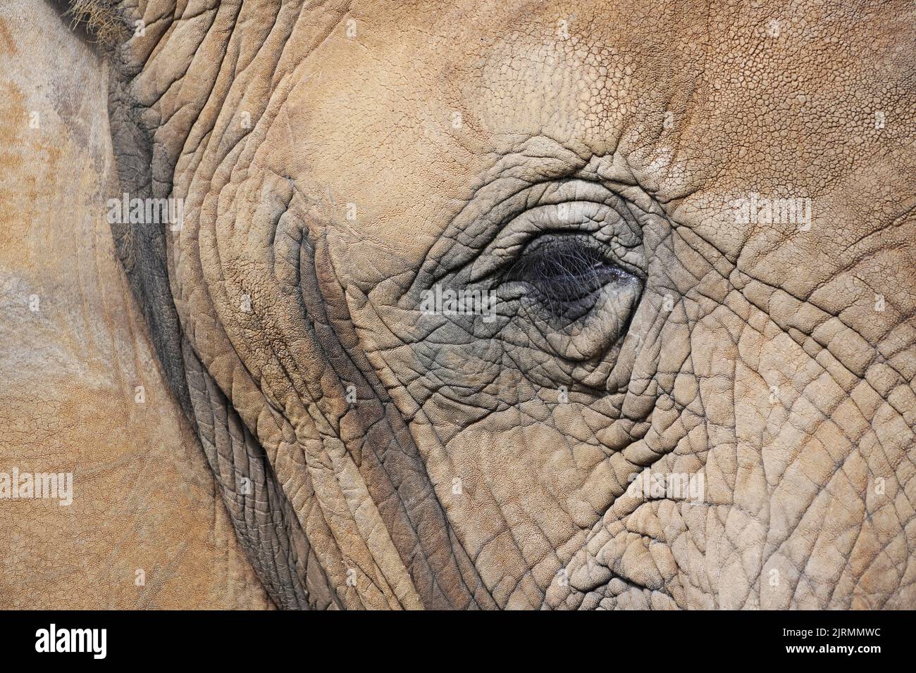 Elephants skin texture hi-res stock photography and images - Alamy