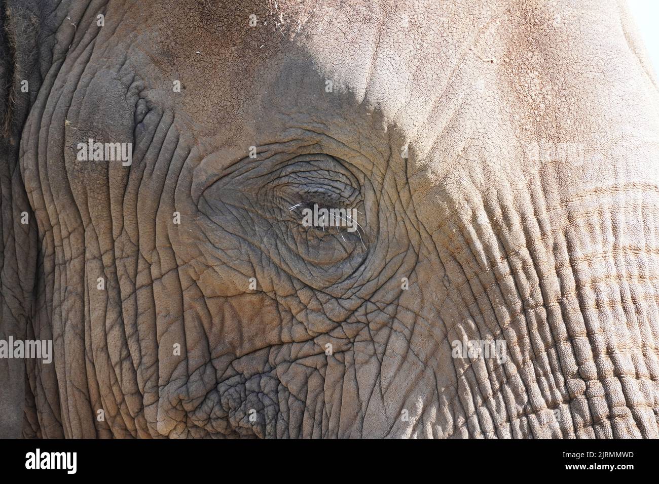 Elephants skin texture hi-res stock photography and images - Alamy