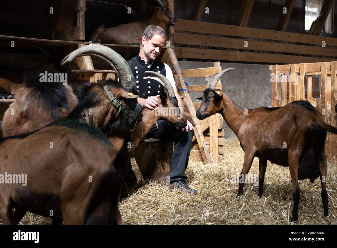 Stolpen, Germany. 25th Aug, 2022. Rolf Seim, farmer, sits among several ...
