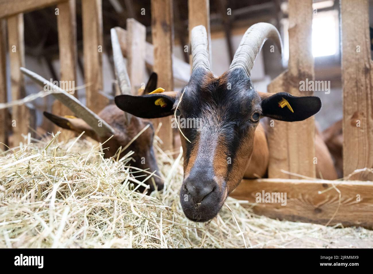 Stolpen, Germany. 25th Aug, 2022. Goats stand in a barn at the ...