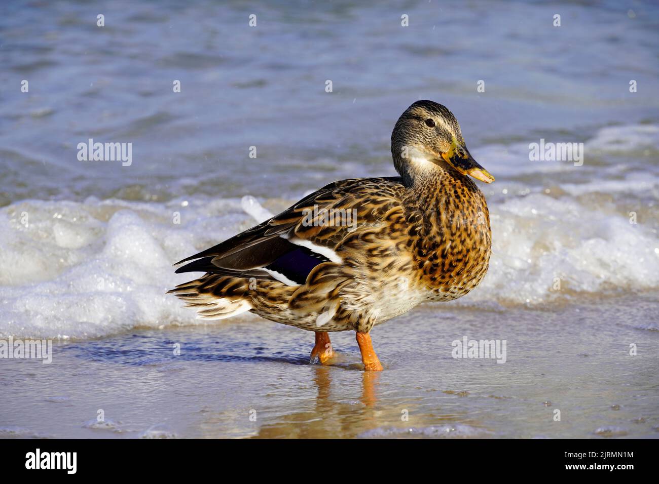 Duck on a coast hi-res stock photography and images - Alamy