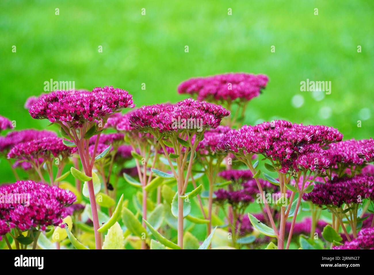 Flowering sedum plant. Flower close up Stock Photo - Alamy