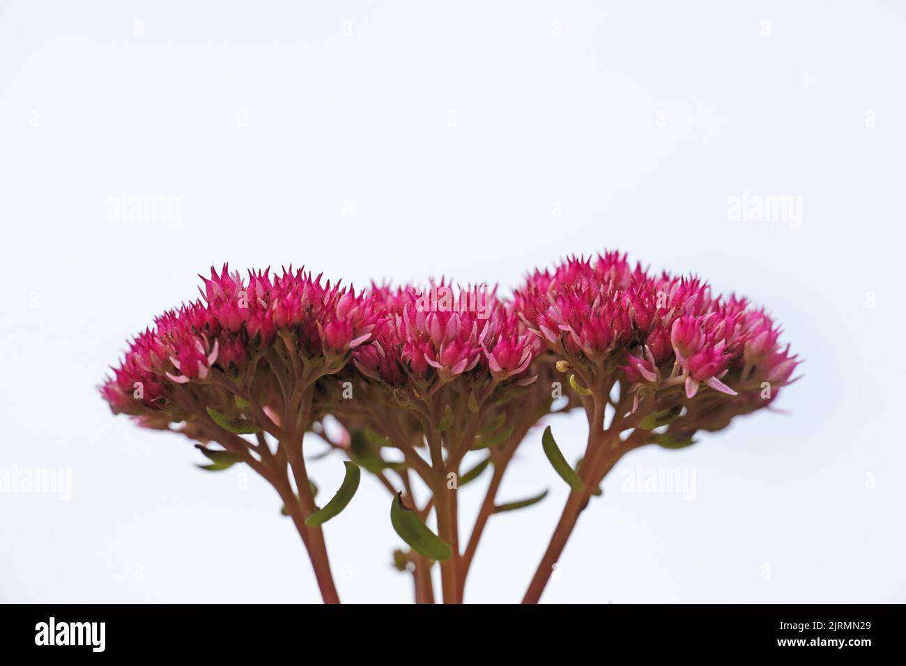 Flowering sedum plant. Flower close up Stock Photo - Alamy