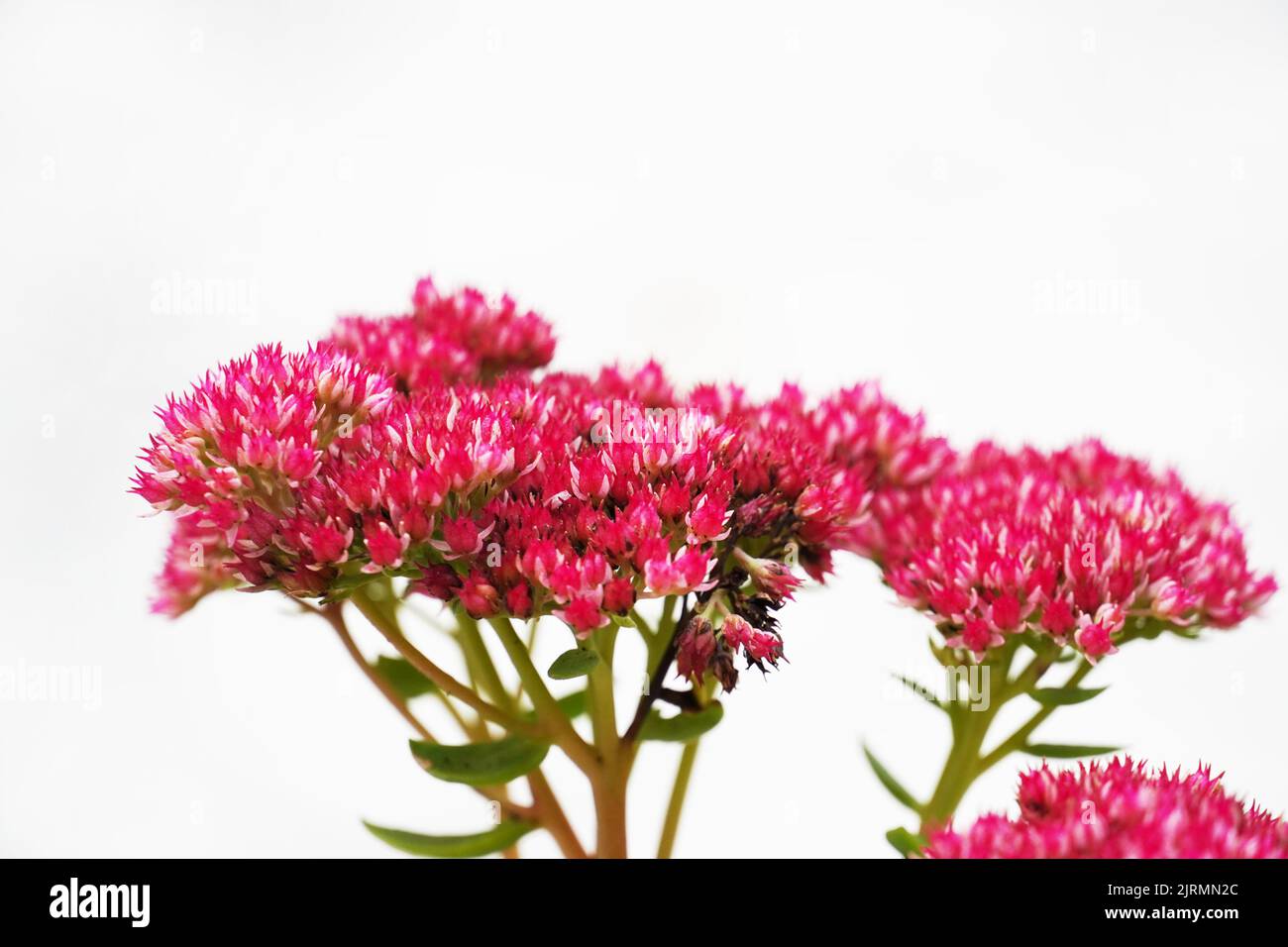 Sedum plant hi-res stock photography and images - Alamy