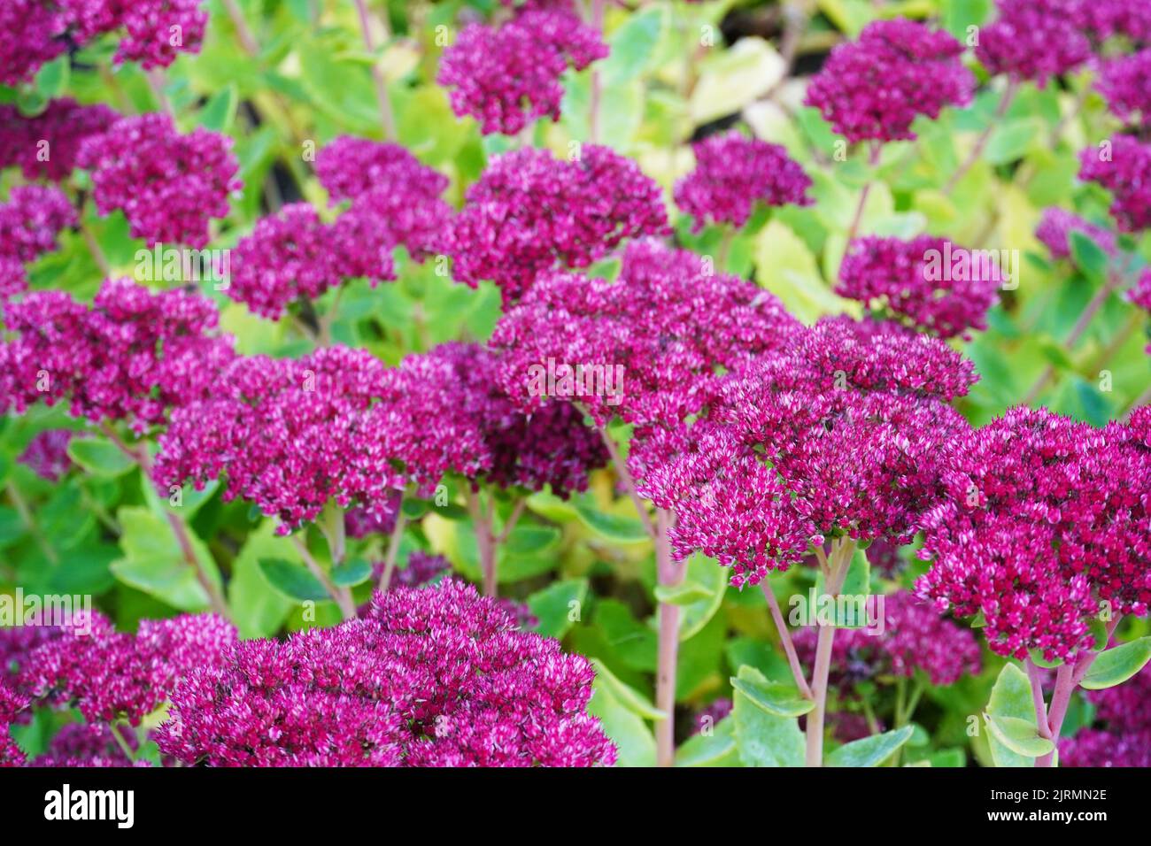 Flowering sedum plant. Flower close up Stock Photo - Alamy
