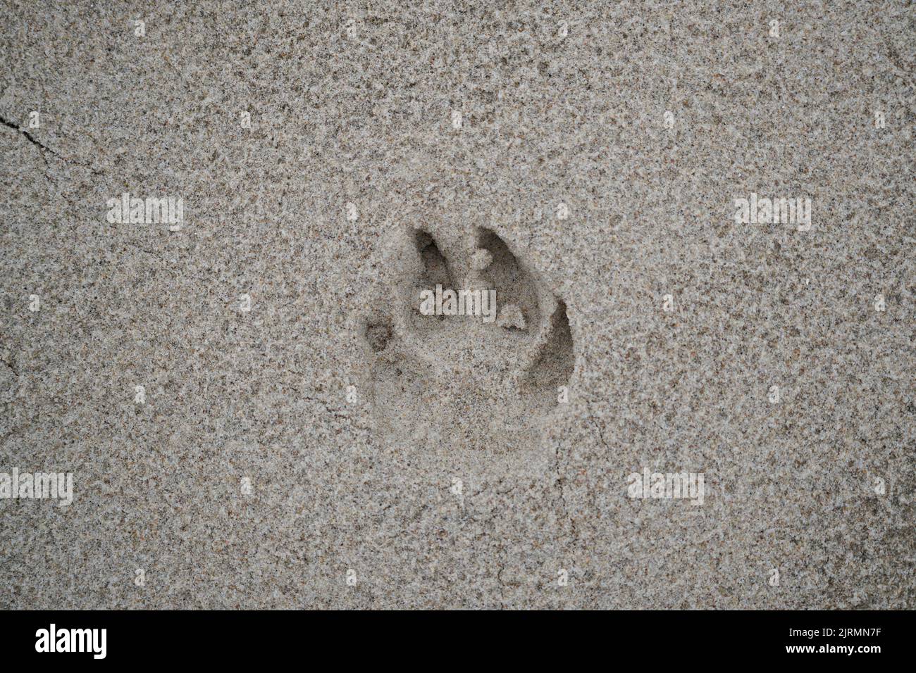 Imprint of a dog's paw in the sand. Footprint Stock Photo - Alamy