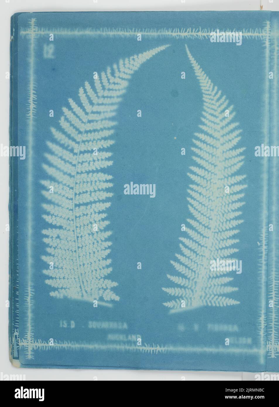 New zealand ferns 172 varieties ferns hi-res stock photography and ...